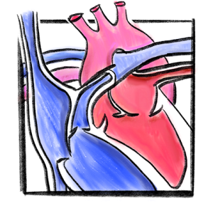 The Heart Stem Project Bundle | SchoolMart